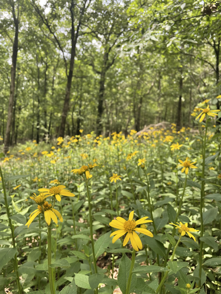 Southern Chapter Photos - Illinois Native Plant Society