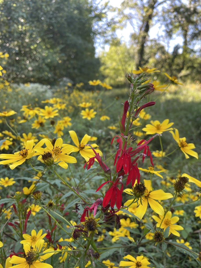 Southern Chapter Photos - Illinois Native Plant Society