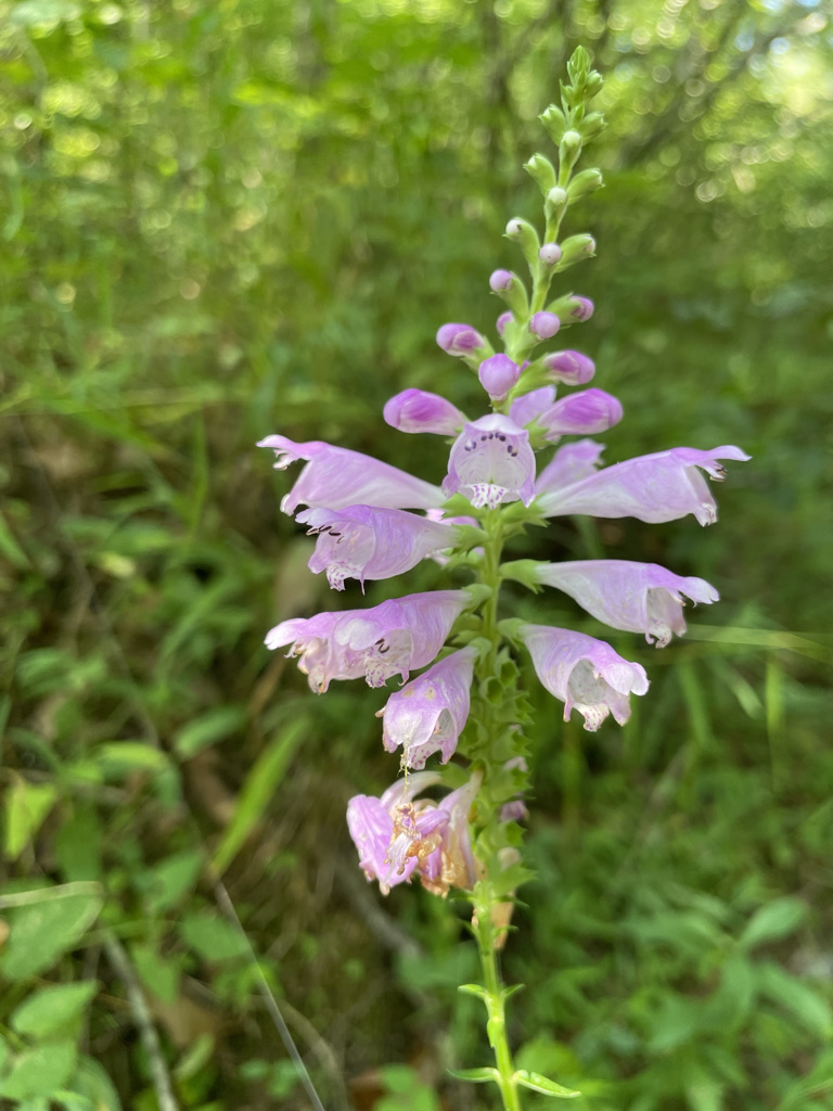 Southern Chapter Photos - Illinois Native Plant Society
